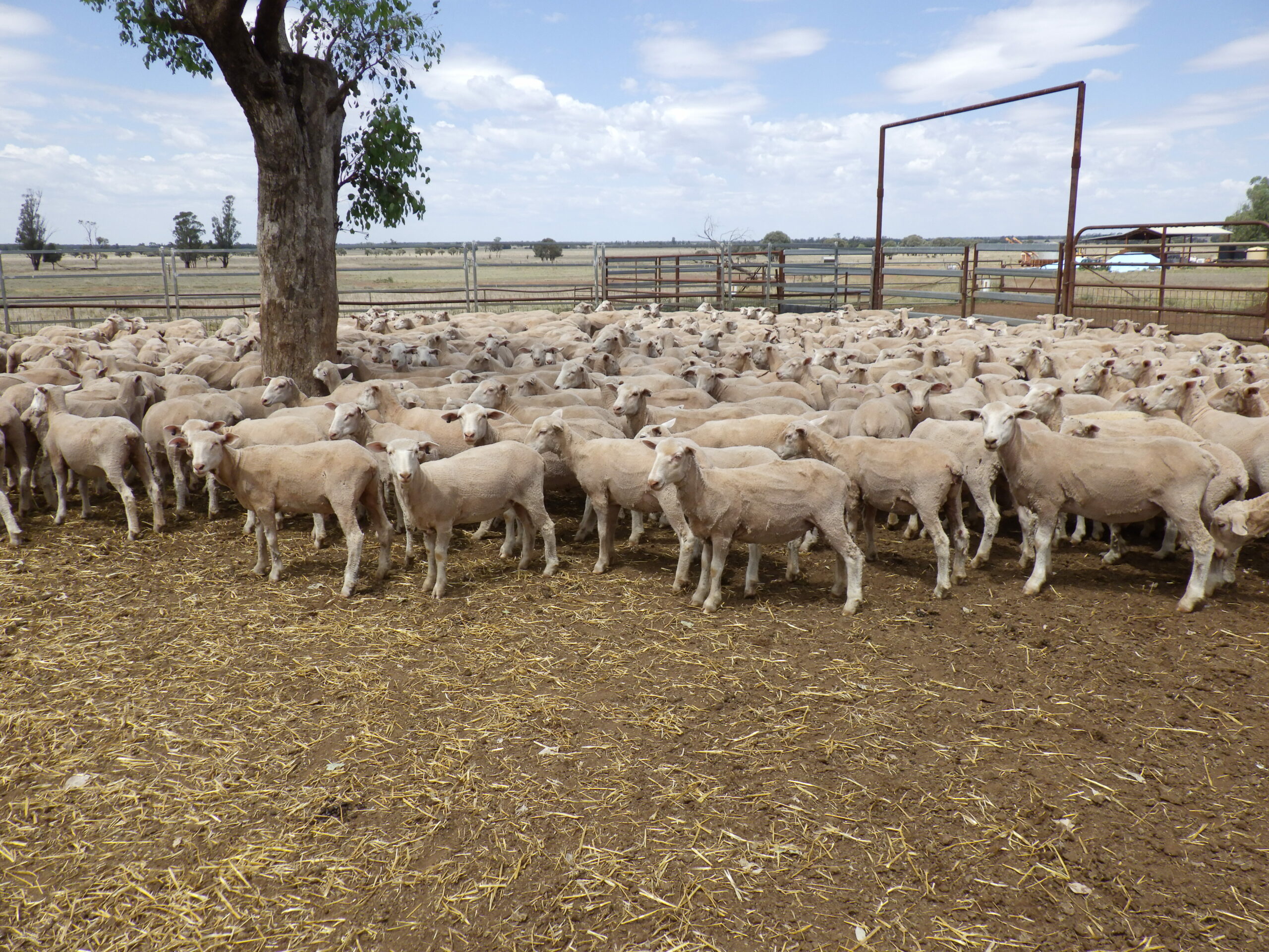 580 1st/2nd Cross Mixed Sex Lambs - Grant Daniel Long