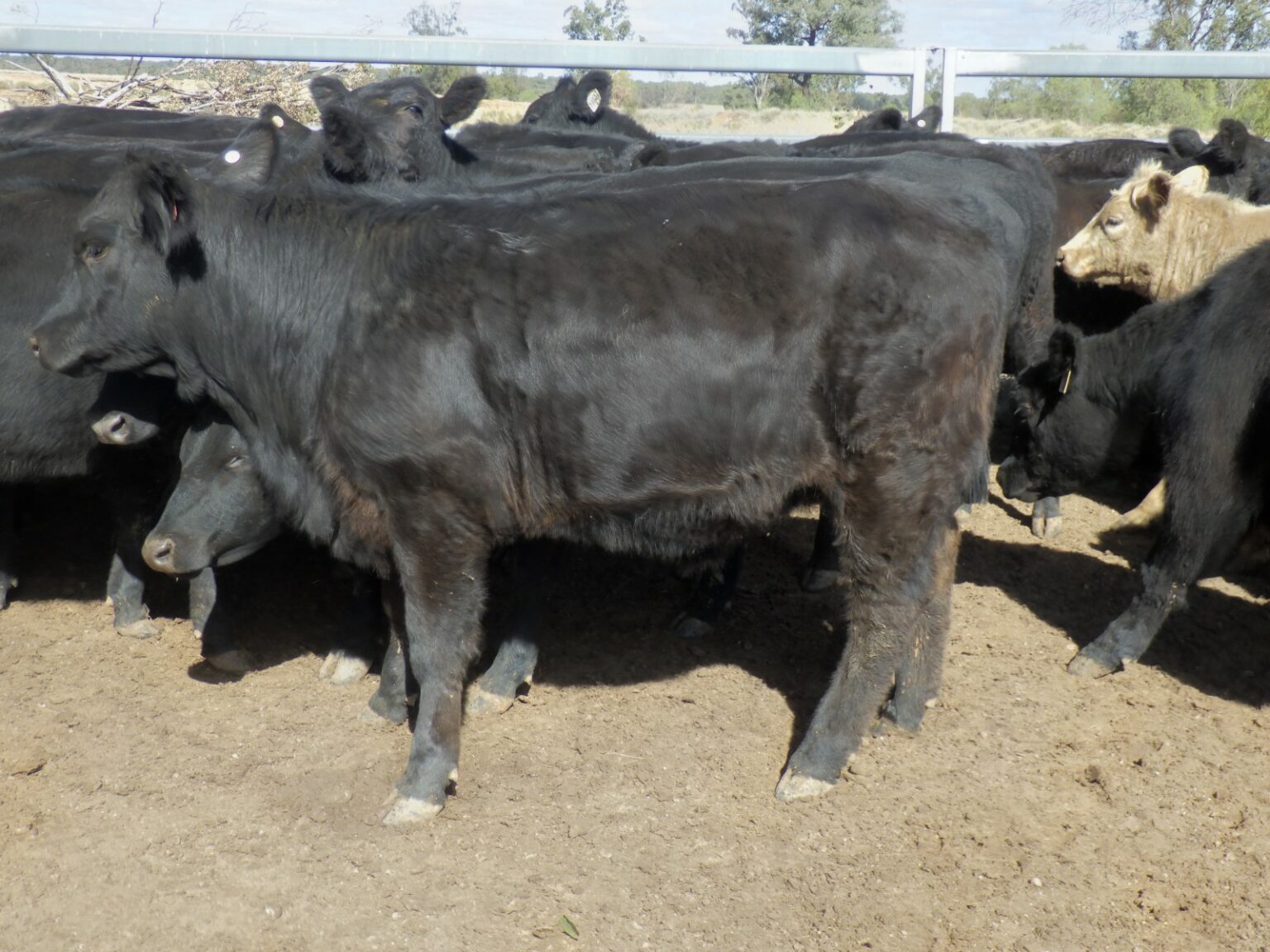 58 Angus Yearling Heifers - Grant Daniel Long